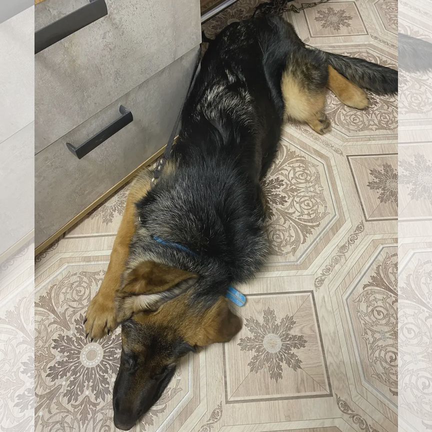 Немецкая овчарка, щенок