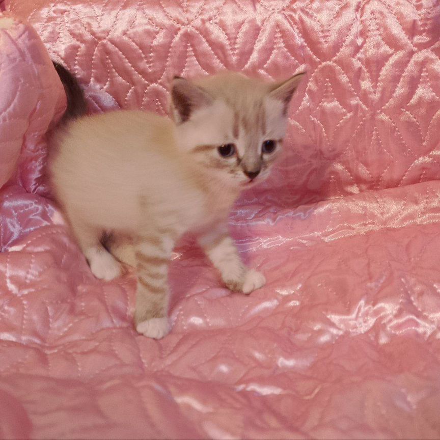 Отдам бесплатно котят