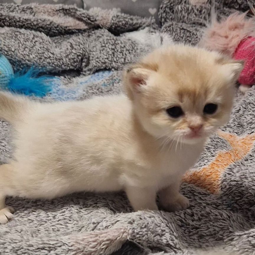 Британский короткошёрстный котёнок