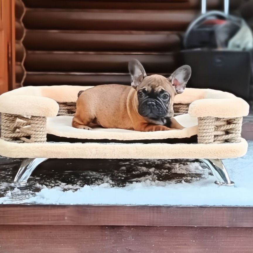 Французский бульдог, щенок