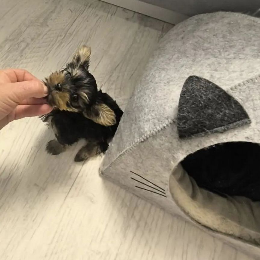 Йоркширский терьер, щенок