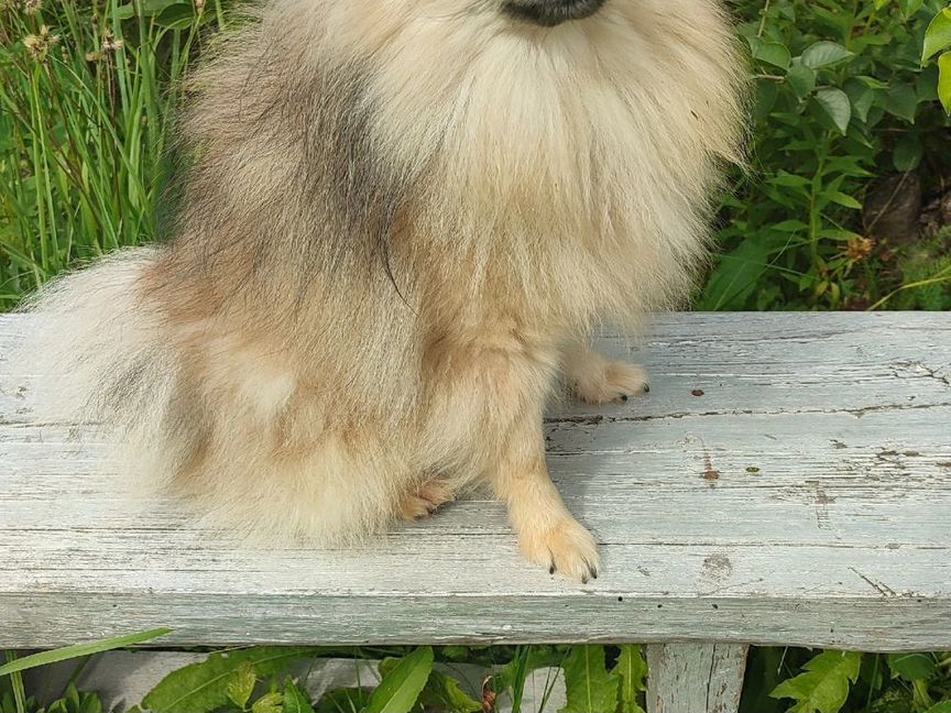 Милый Шпиц поедет к хорошим людям