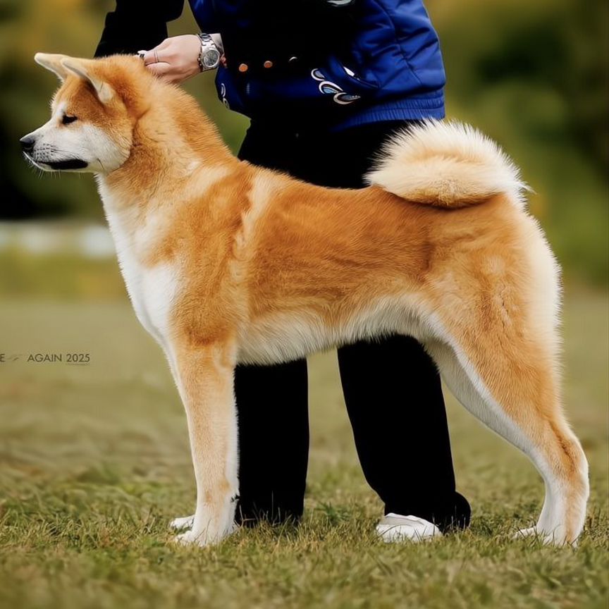 Акита-ину, щенок