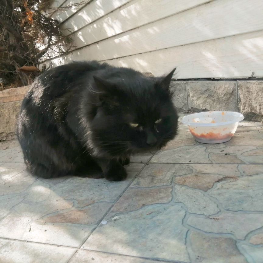 Котик на улице ищем родителей