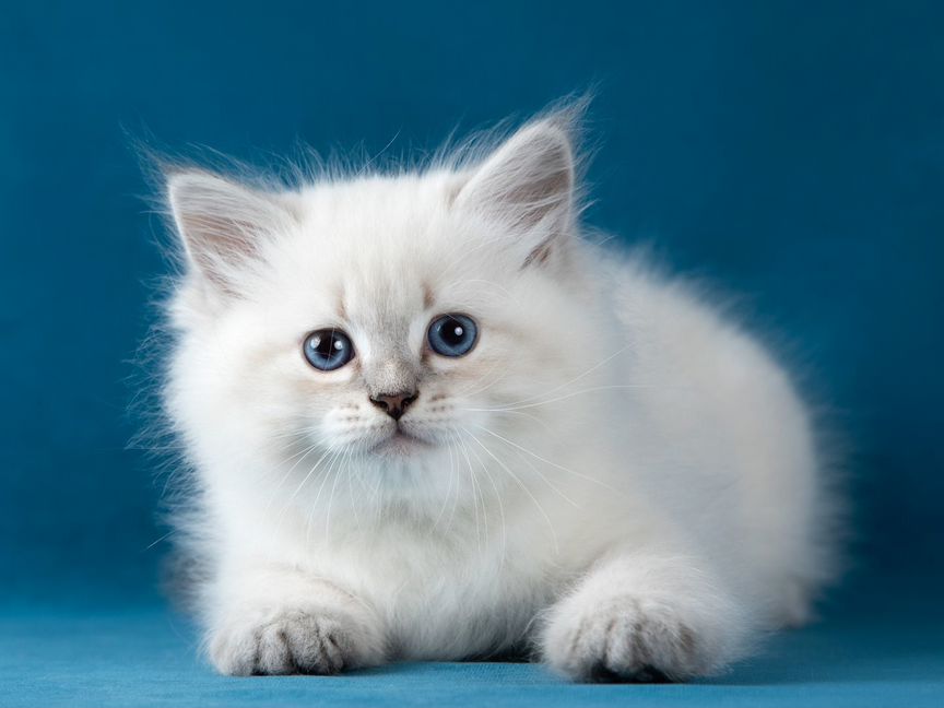 Продажа котенка невской маскарадной