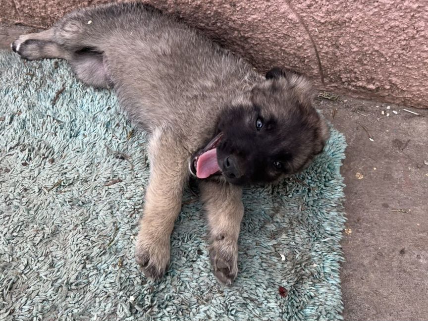 Дворяне в добрые руки. Мальчики