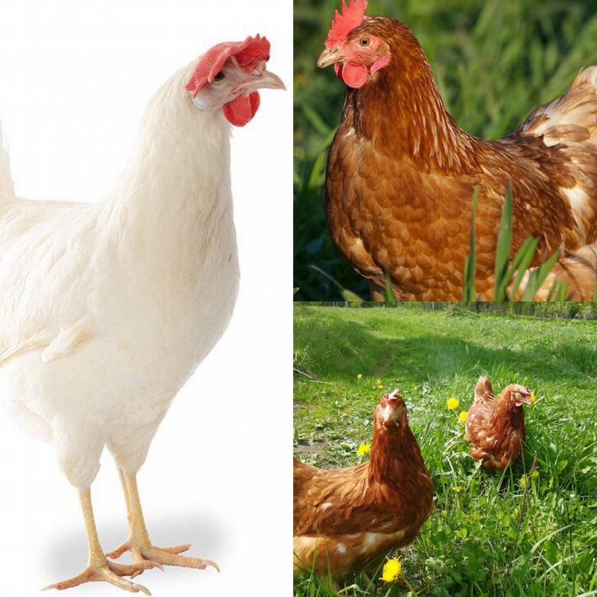 Куры молодки рыжие белые доминанты