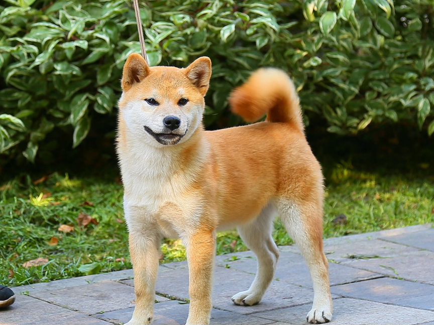 Шоу парень сиба