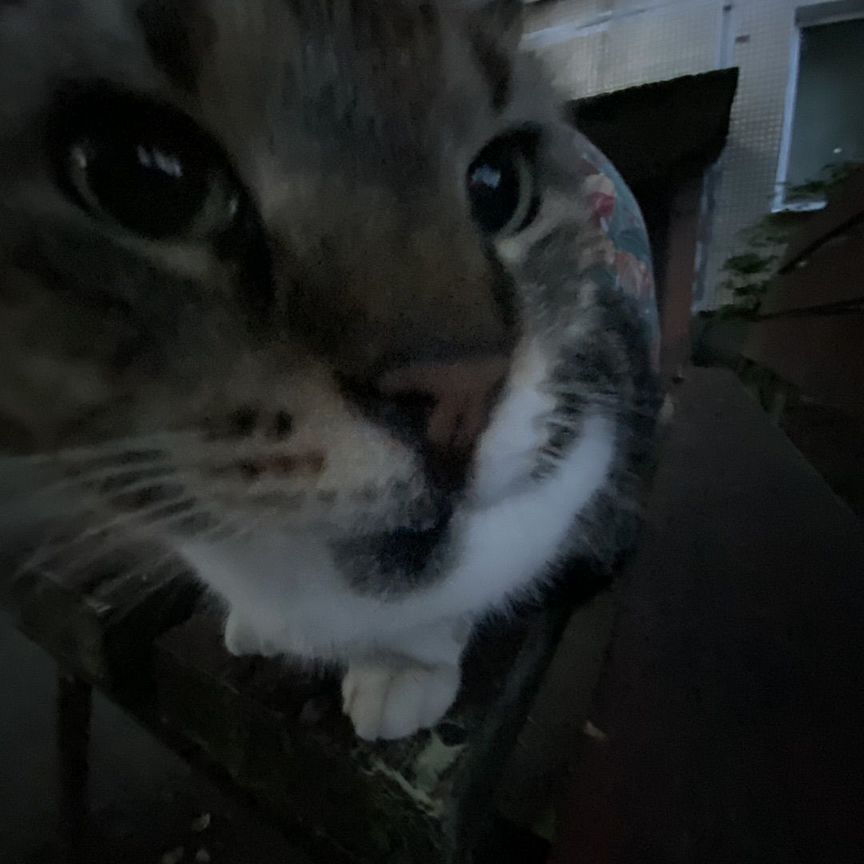 Кот