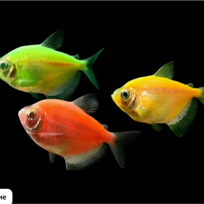 Аквариумные рыбки отдам