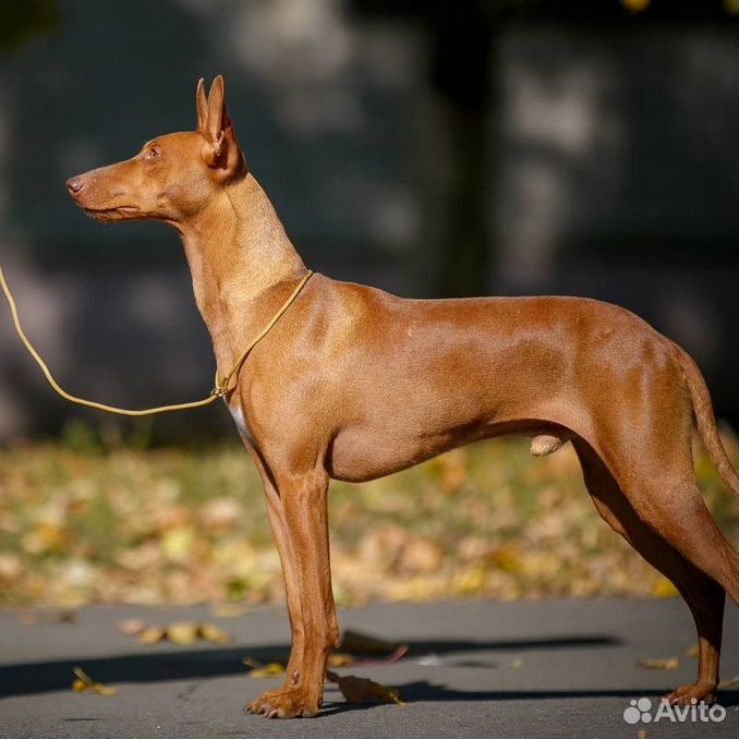 Чирнеко дель этна щенки