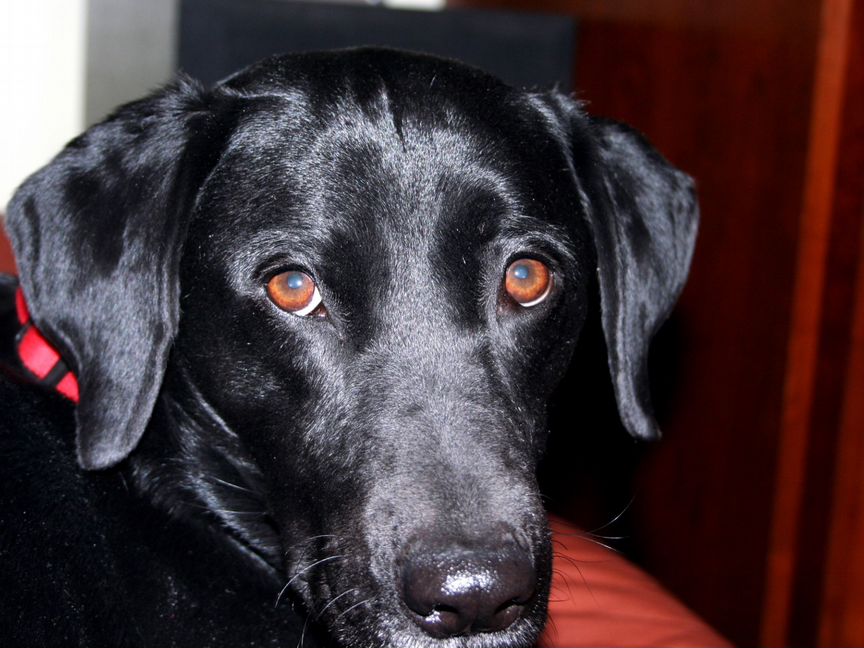 Метис лабрадора в добрые руки