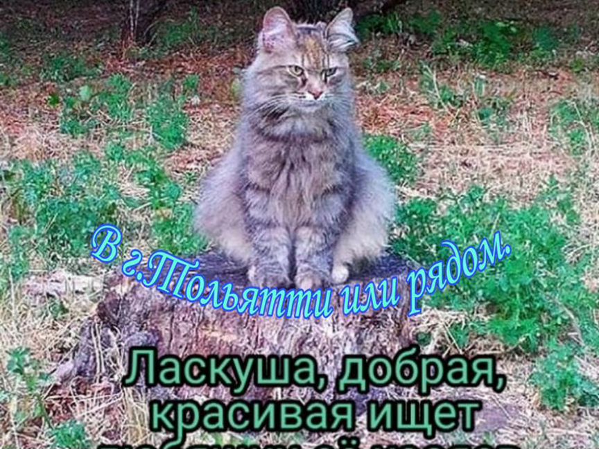 Кошке нужен дом