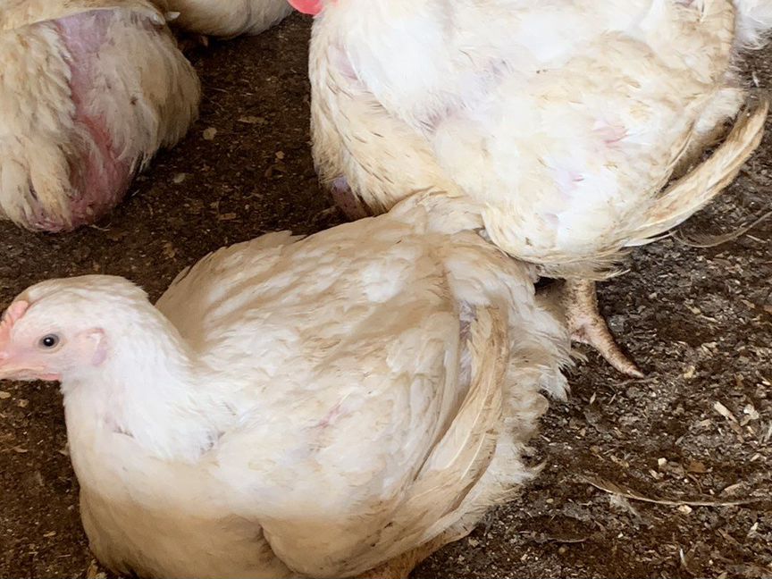 Бройлеры подрощенные