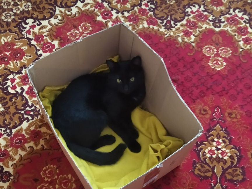Кошки в добрые руки бесплатно