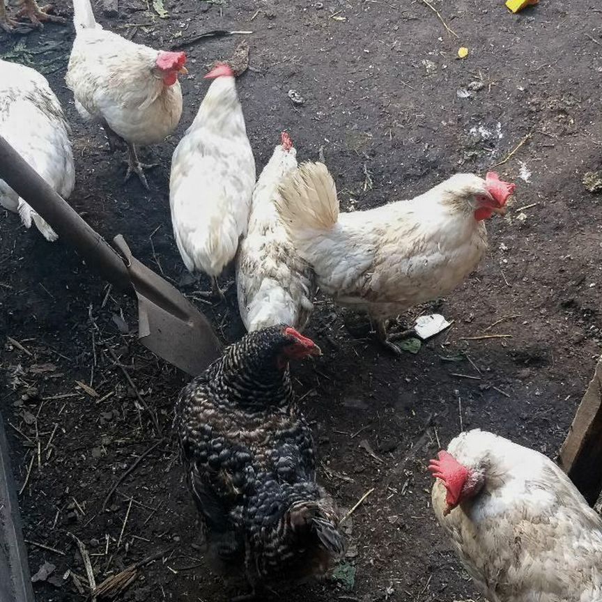 Курицы несушки