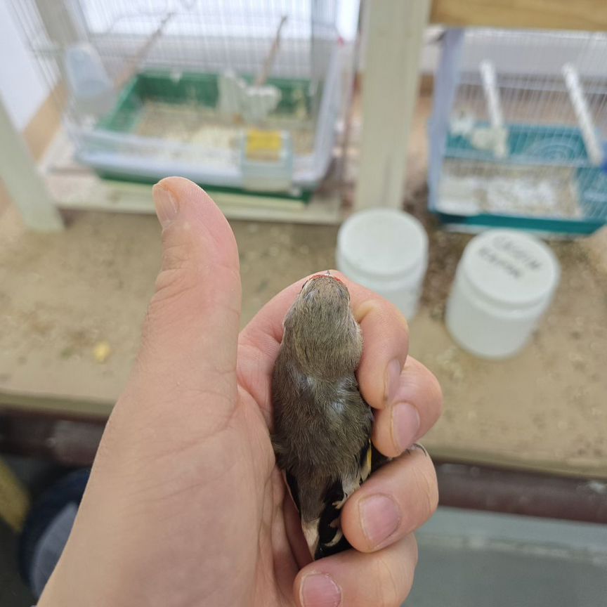 Седоголовый щегол