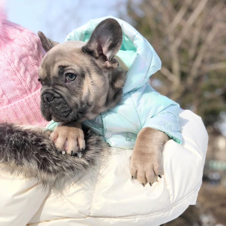 Французский бульдог щенки