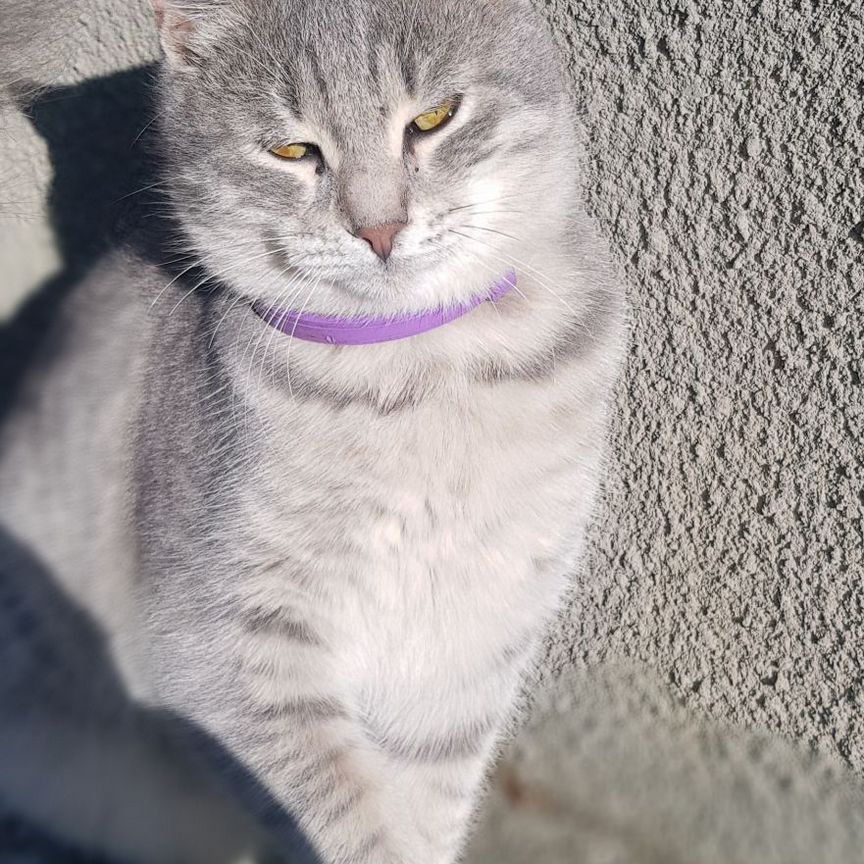 Котики