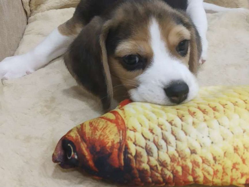 Щенок бигль девочка