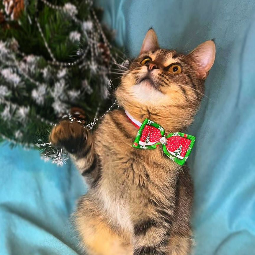 Ищет дом Очаровашка Сержик