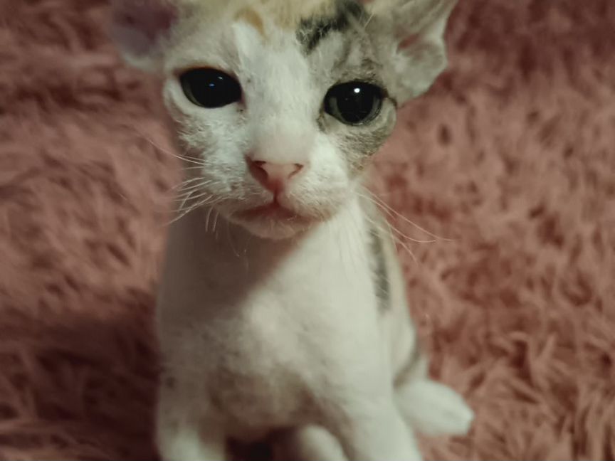Донской сфинкс браш котята