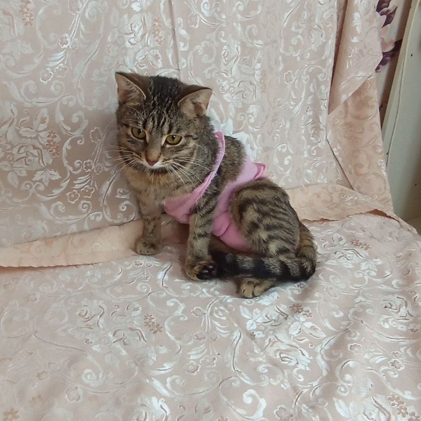 Мусенька, стерилизована