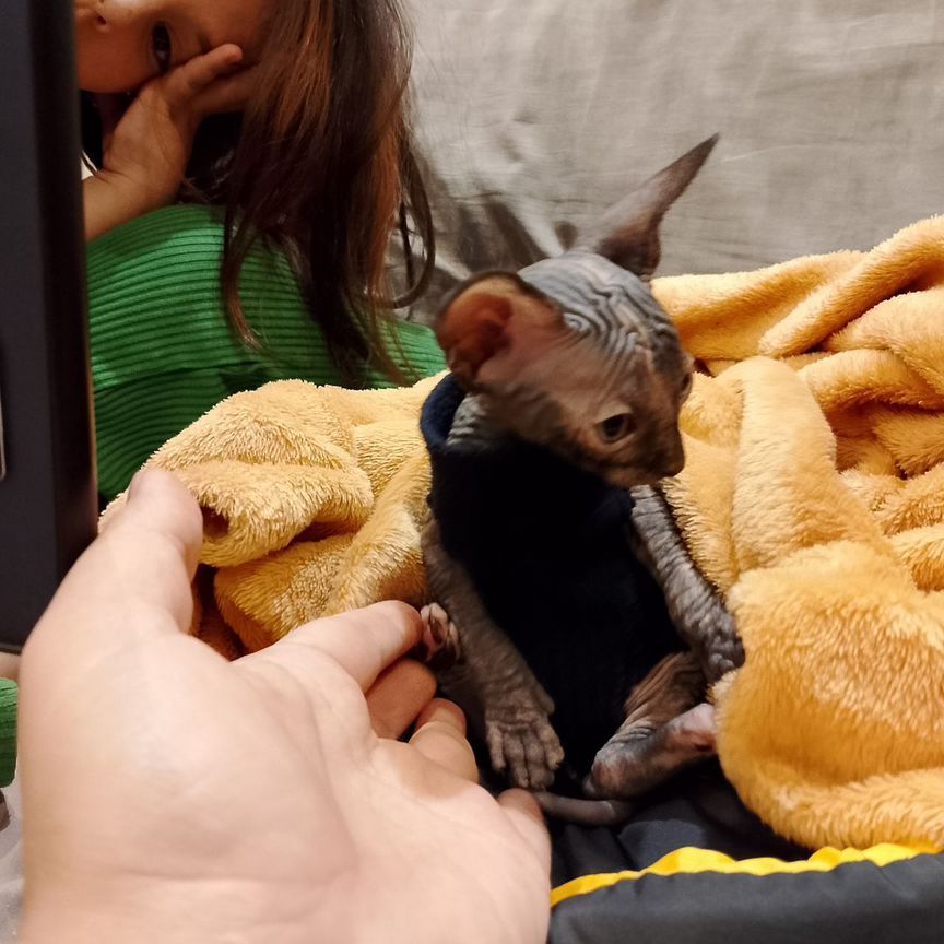 Канадский сфинкс котенок