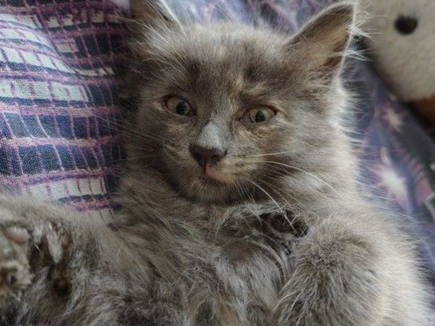 Кошка