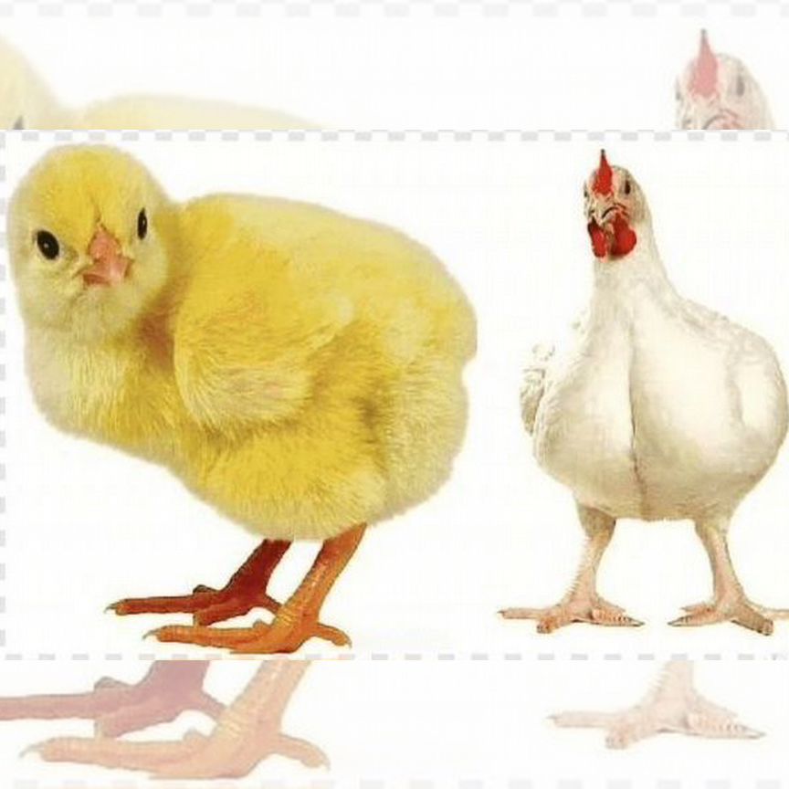 Цыплята бройлеры суточные