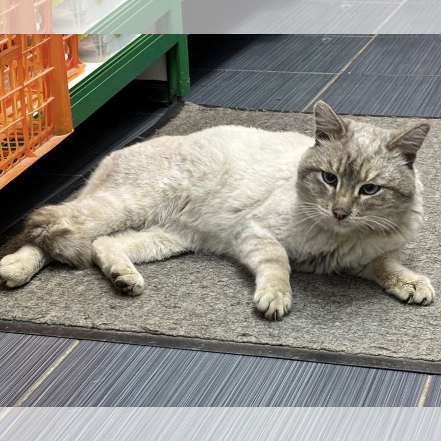 Тайский, взрослый кот