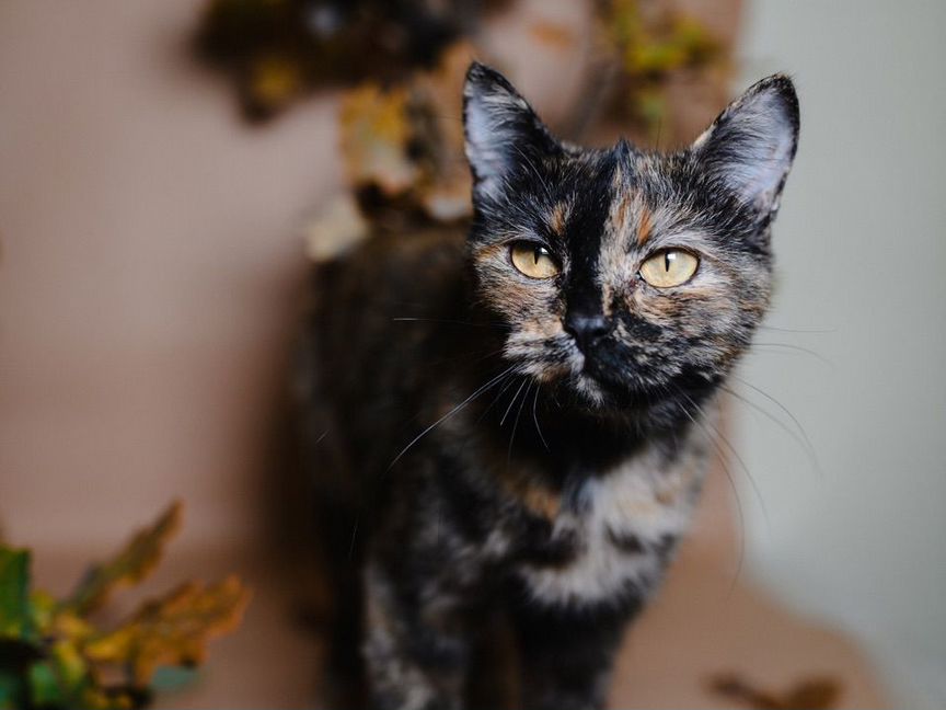 Молли – дарующая свет, ждет вас