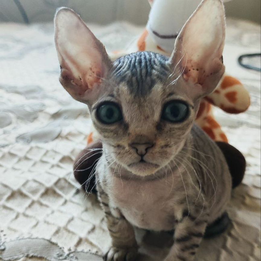 Котенок Сфинкс браш