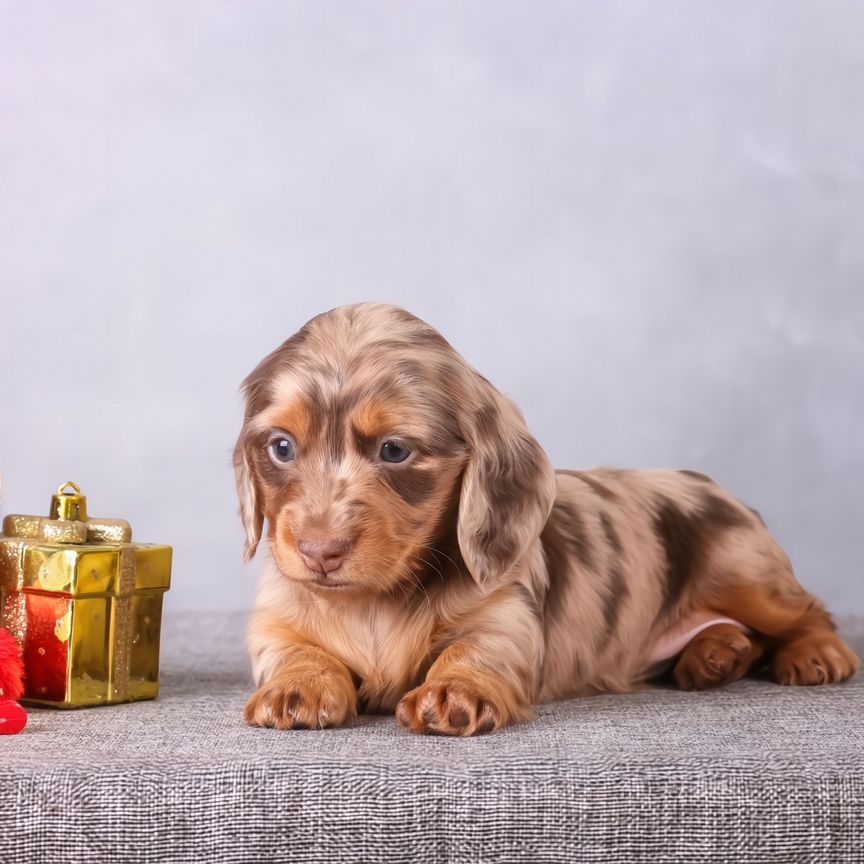 Кроличья такса, щенок