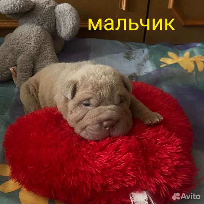 Милахи шарпейчики