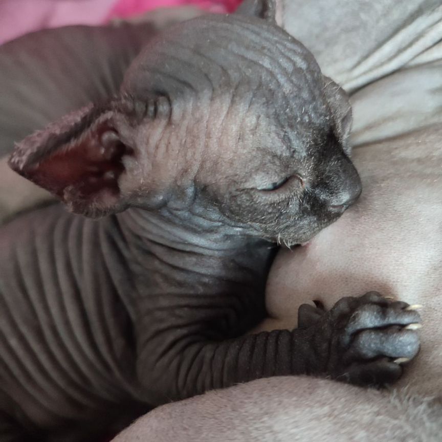 Канадский сфинкс котёнок