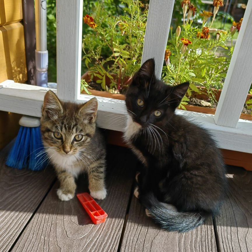 Супер котята