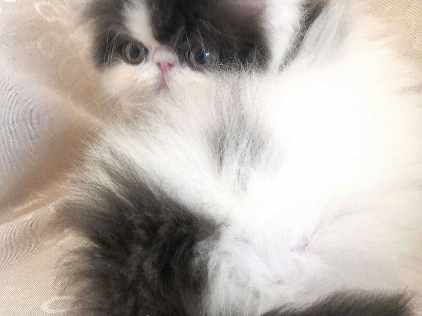 Шикарный персидский котик