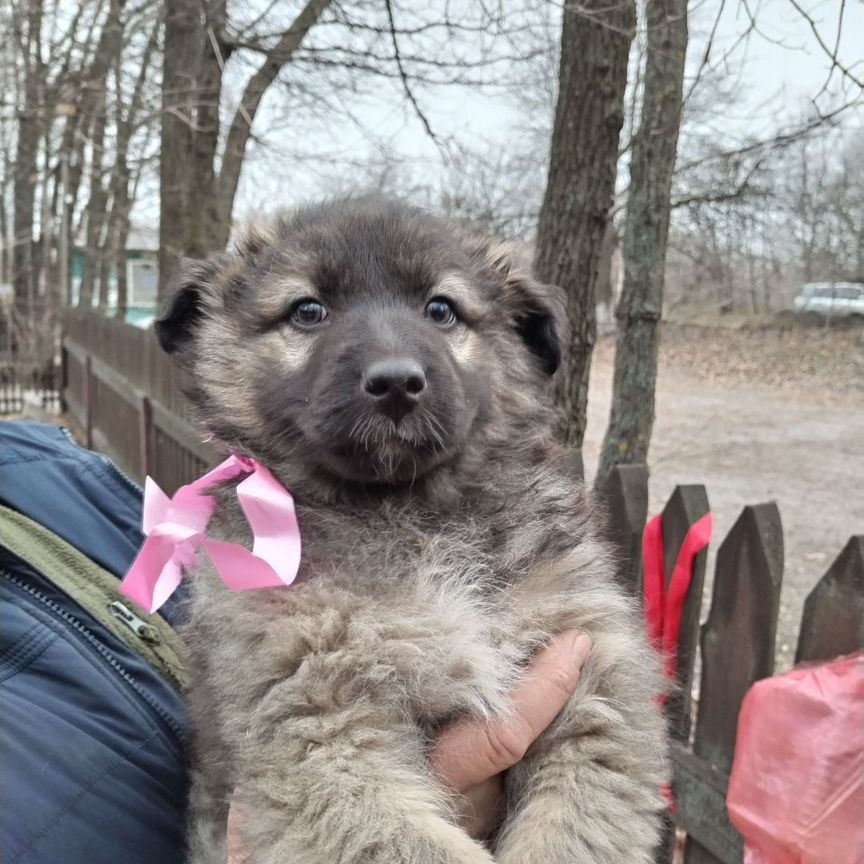Девочка Зара 2 месяца