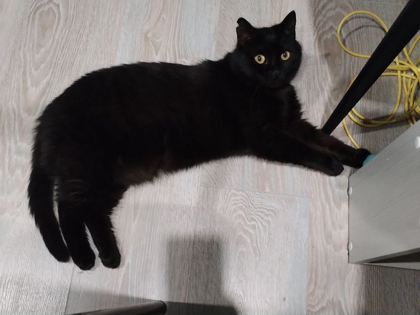 Кошка бесплатно