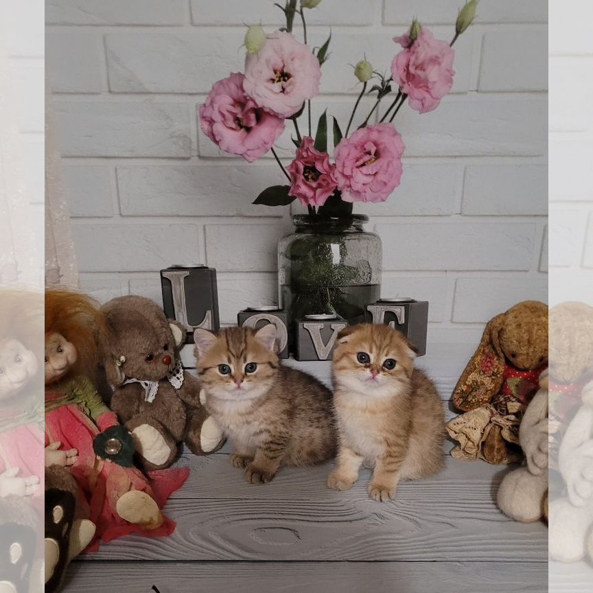 Шотландский прямоухий короткошёрстный котёнок
