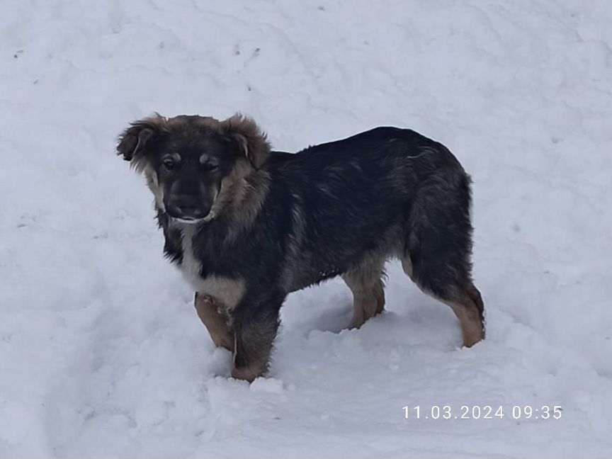 Самые лучшие щенки