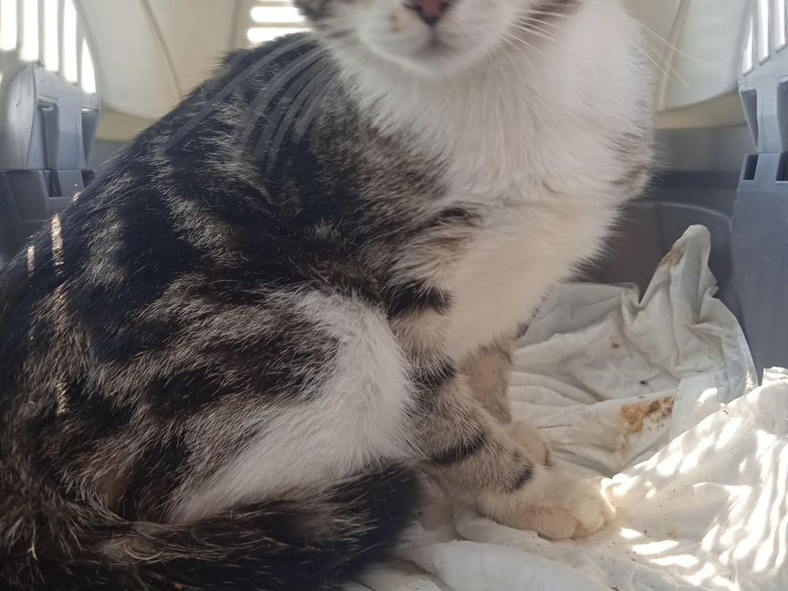 Кошки