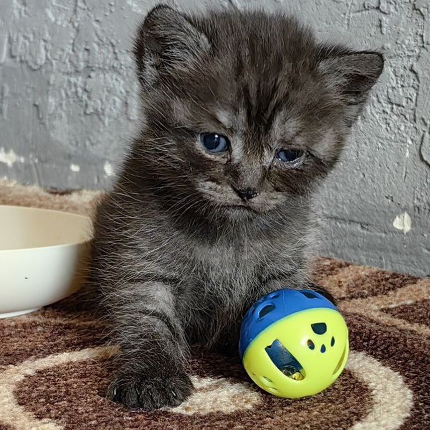 Шотландский прямоухий короткошёрстный котёнок