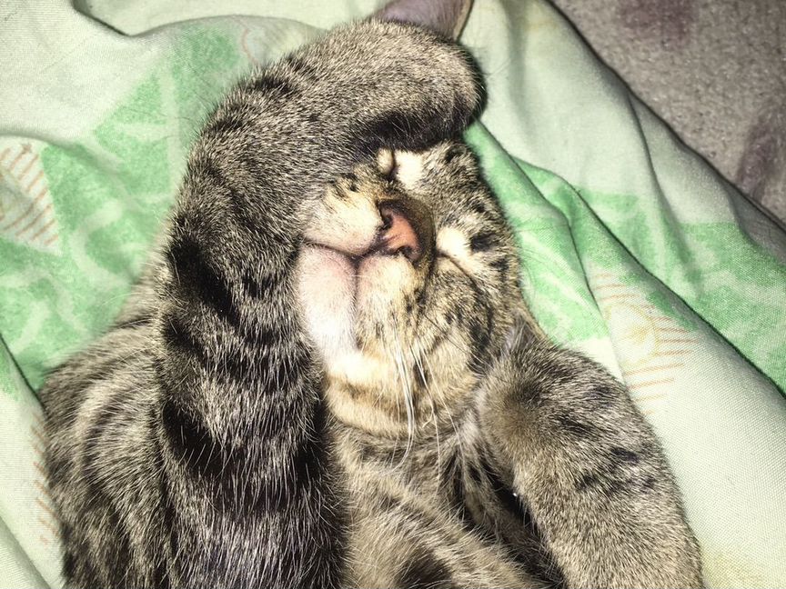 Отдам двух котят