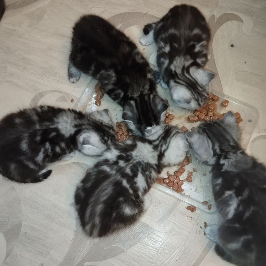 Шотландский вислоухий короткошёрстный котёнок