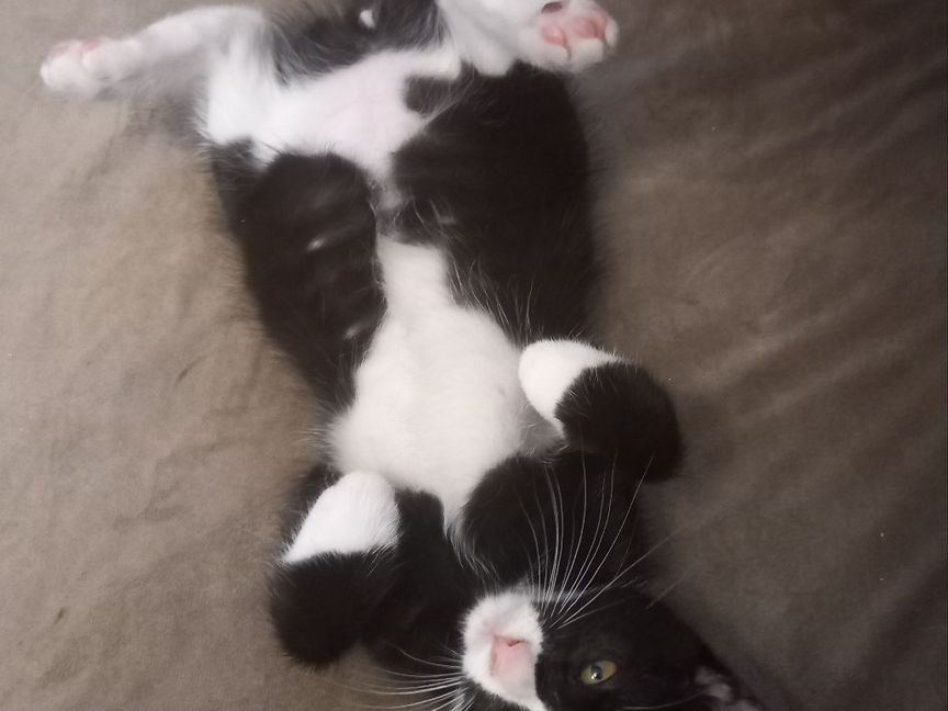 Котята в хорошие руки