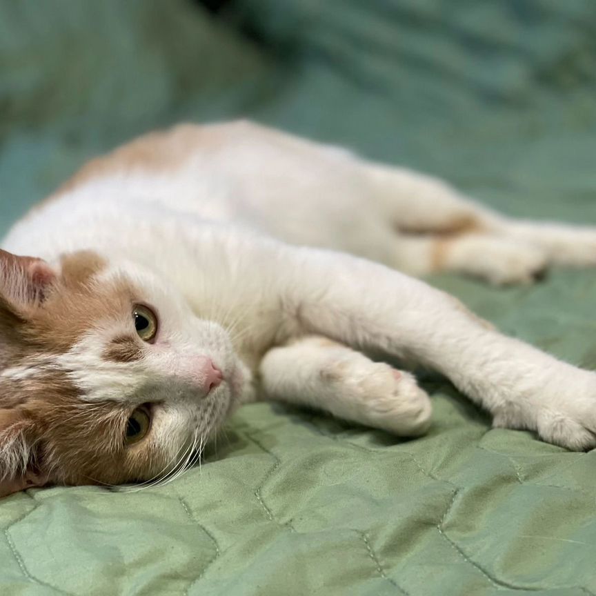 Котик