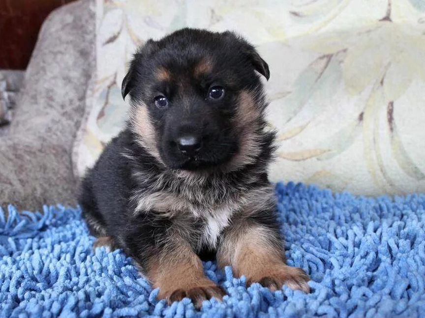 Чистокровные щенки Немца