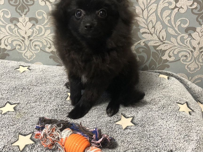 Померанский шпиц мини